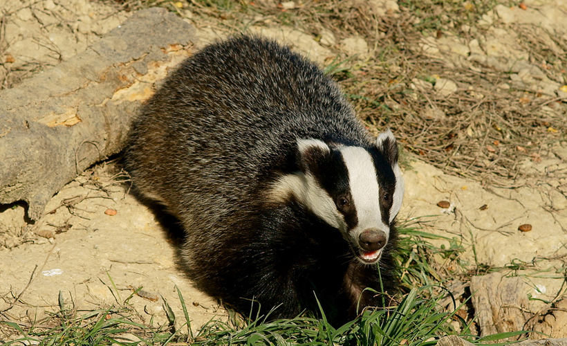 Reductress » How to Talk to a Coworker When Her Perfume Attracts Badgers