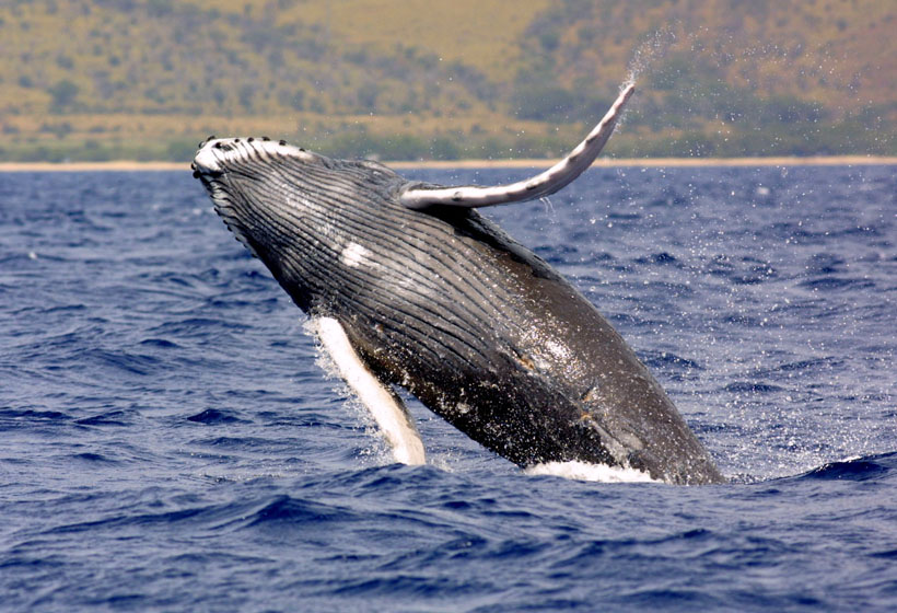 Reductress » How To Move On From Your Lifelong Dream Of Hugging A ...