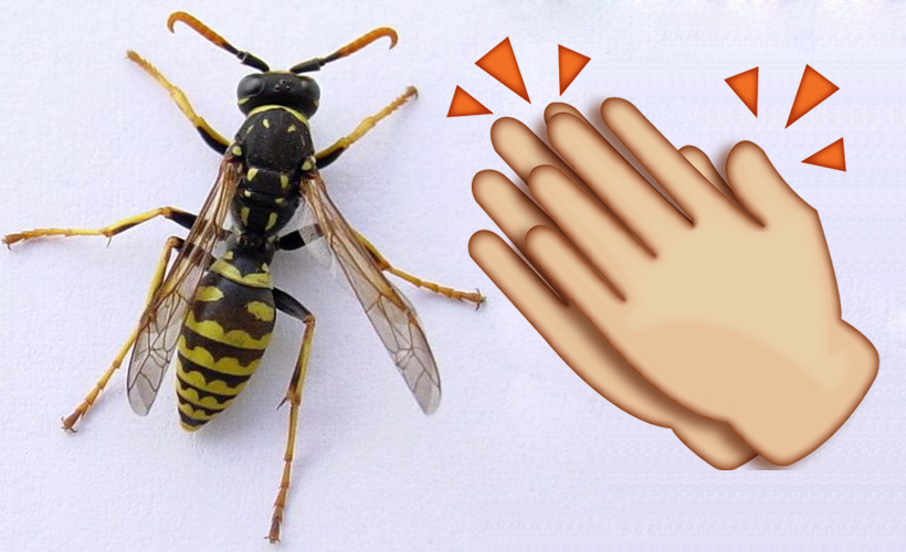 Reductress » How To Clap Back at The Bee That Just Flew Into Your Room