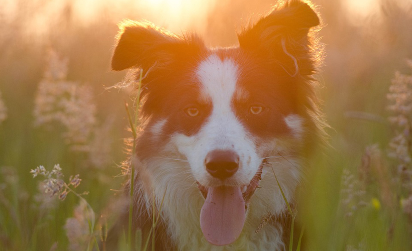 Reductress » Why I Stopped Wearing Makeup And Started Being A Border Collie