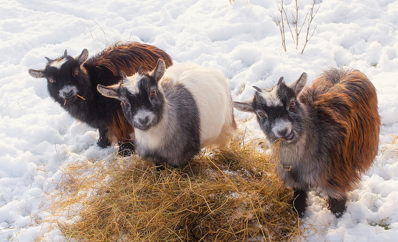 Reductress » Stay Warm This Season With These Luxurious Winter Goats