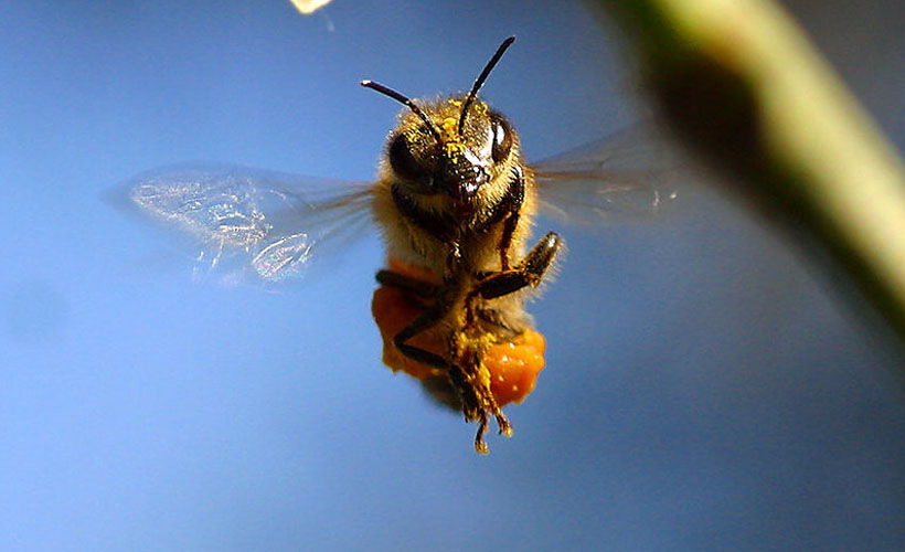 Reductress » REPORT: That One Bee is For Sure Following You