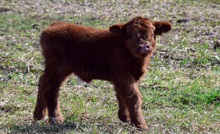 Reductress » 10 Calf Exercises You Can Help This Adorable Baby Cow Do