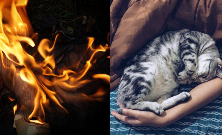 Reductress » How to Put Out an Active Fire Even Though Your Cat’s ...