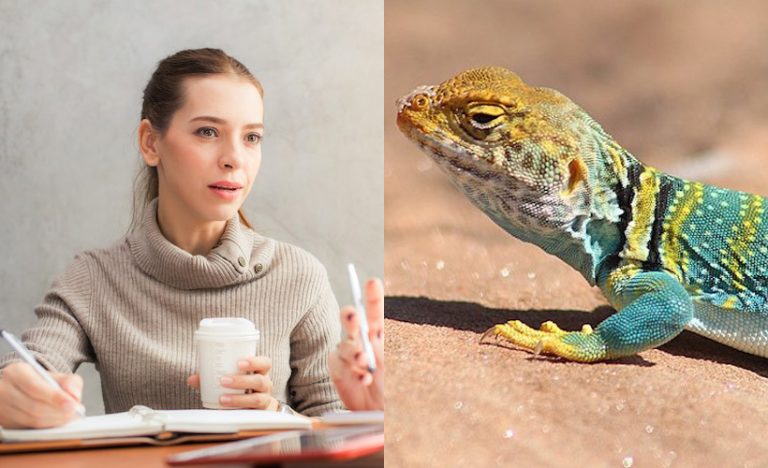 Reductress » Woman in Meeting Wishing She Were Lizard on Rock